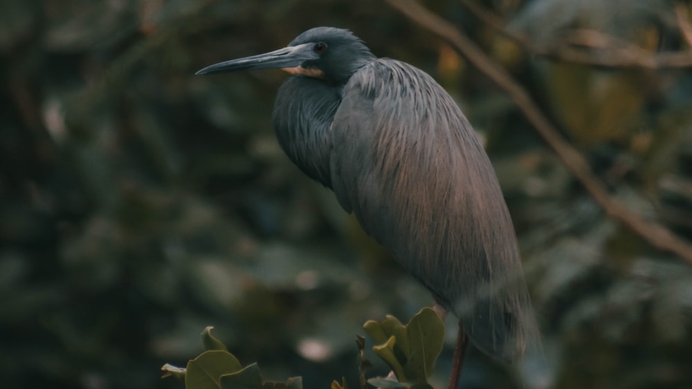 Master Your Habits: Learn From Maya Angelou'S Proven Tips!