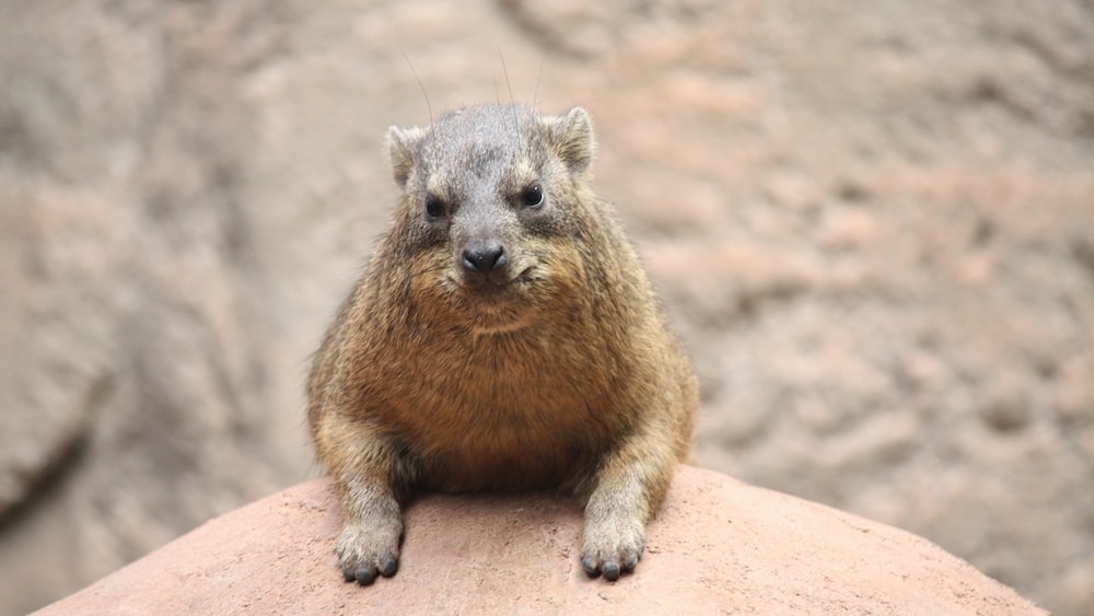 15 Trustworthiness Examples That Will Inspire You